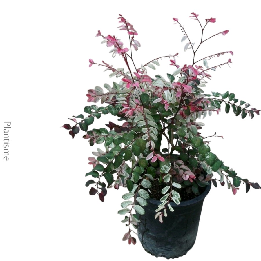 Jual Ice Cream Bush Breynia Disticha Tanaman Hias Indoor Outdoor | Renos