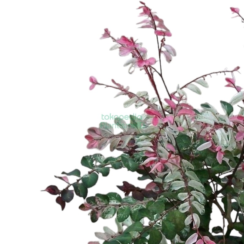 Jual Ice Cream Bush Breynia Disticha Tanaman Hias Indoor Outdoor | Renos