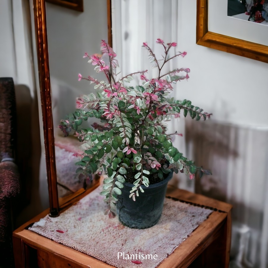 Jual Ice Cream Bush Breynia Disticha Tanaman Hias Indoor Outdoor | Renos