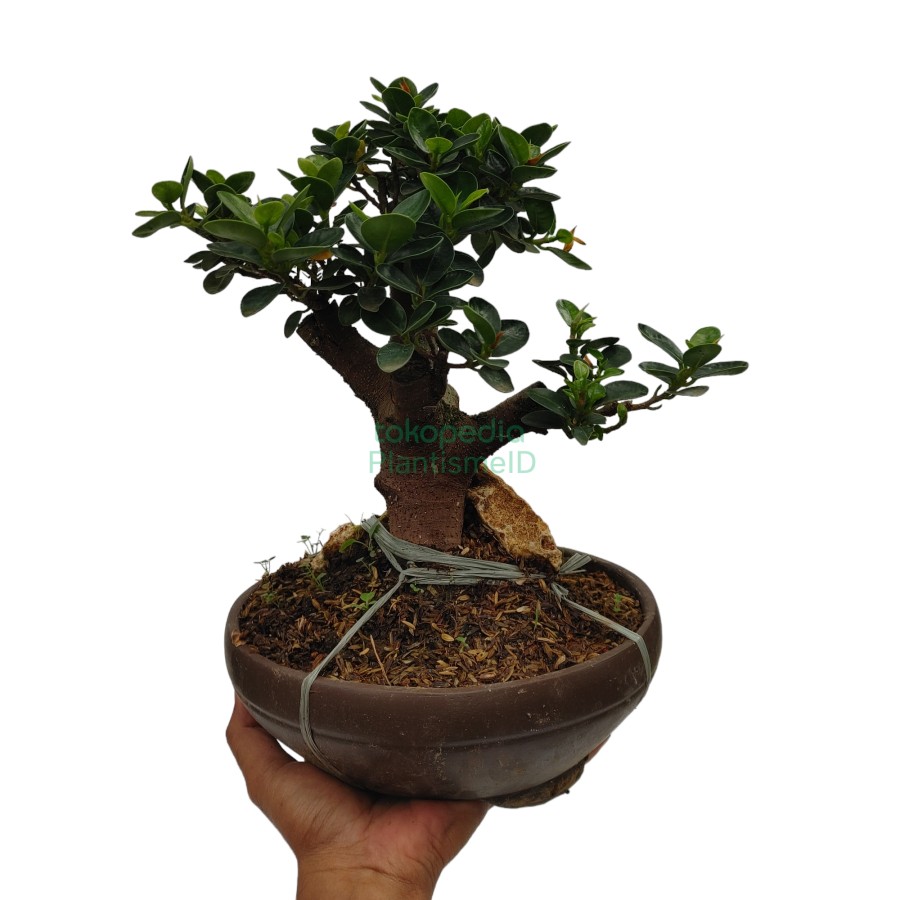 Jual Bonsai Ficus Microcarpa Beringin Micro Daun Kecil | Renos
